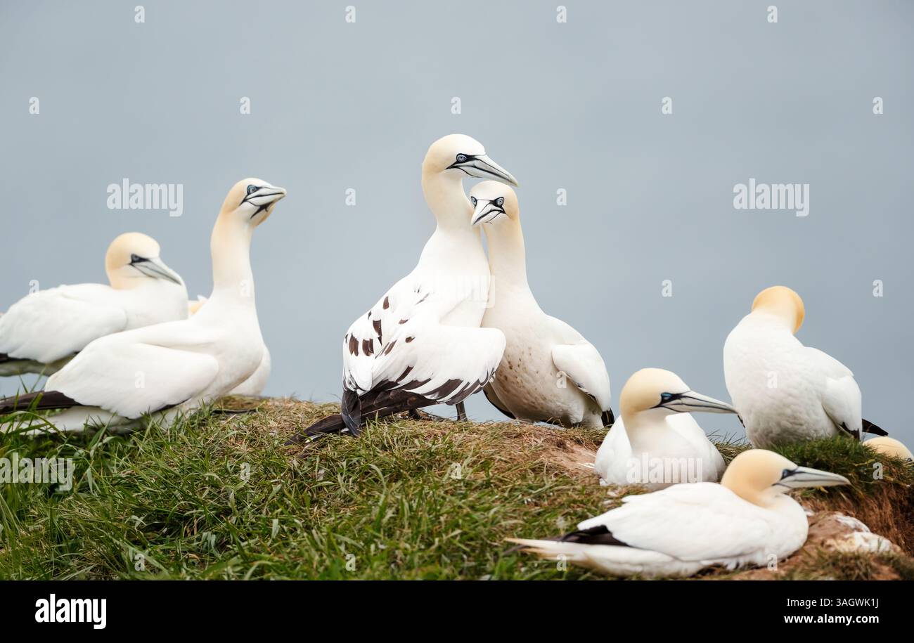 Northern gannets nesting on a sea cliff, UK Stock Photo - Alamy