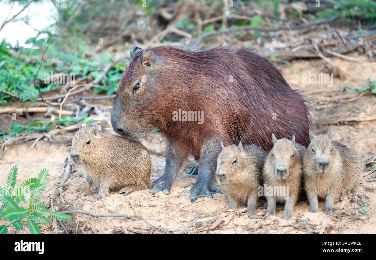 Adorable capybara close up hi-res stock photography and images - Alamy
