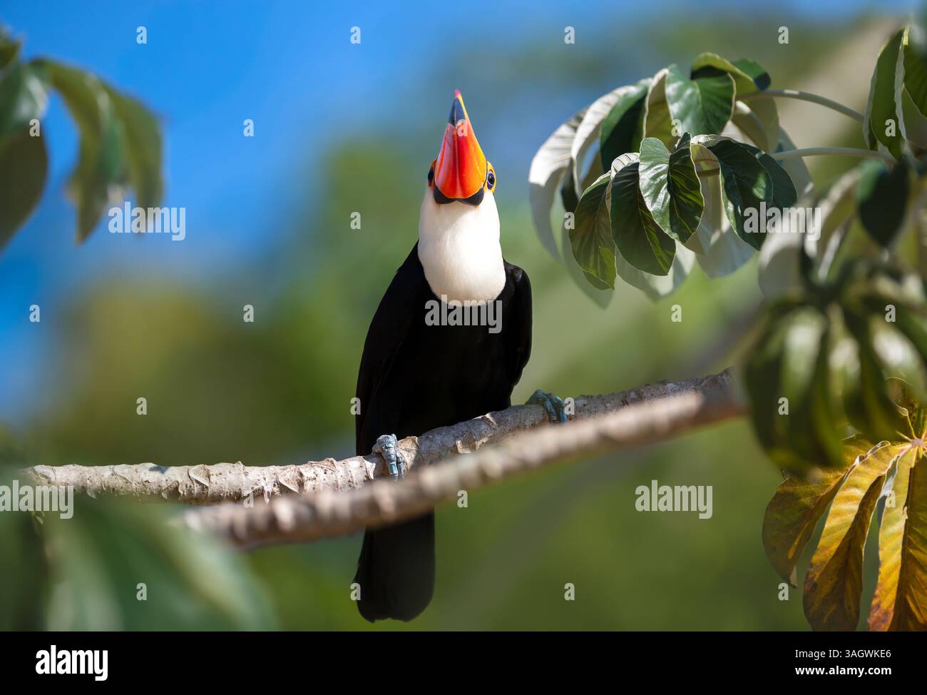 Toco Toucan perched in a tree, Pantanal, Brazil Stock Photo - Alamy