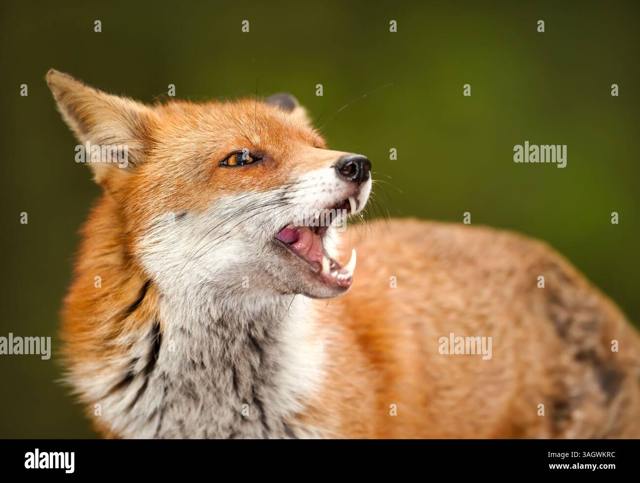 Portrait of a red fox with open mouth, UK Stock Photo - Alamy