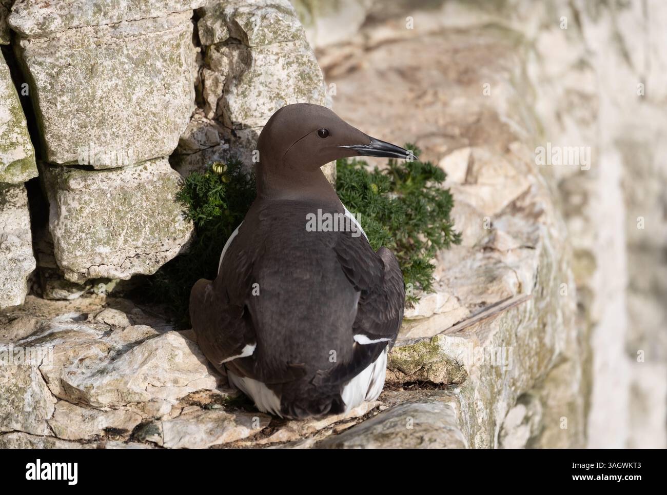 Portrait of a Common guillemot nesting on a sea cliff, UK Stock Photo ...
