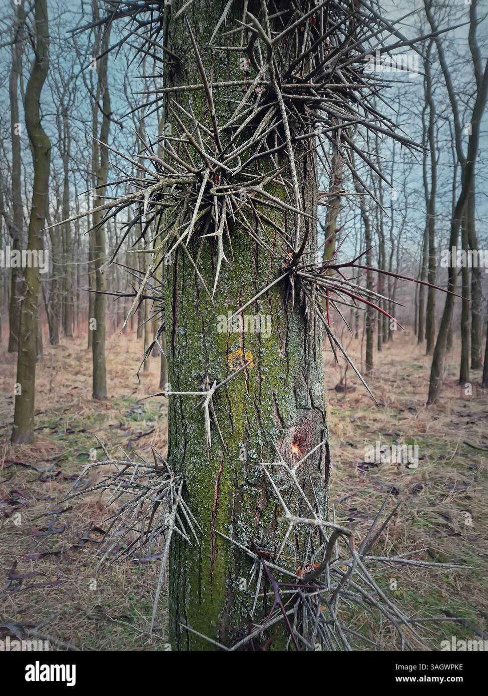 Closeup Honey locust tree stem with multiple big thorns growing out of ...