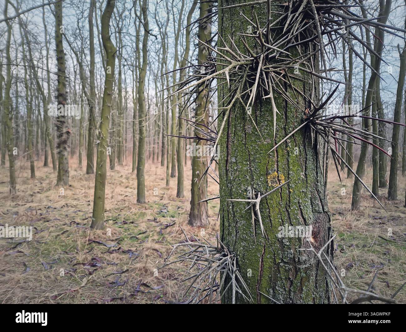 Closeup Honey locust tree stem with multiple big thorns growing out of ...