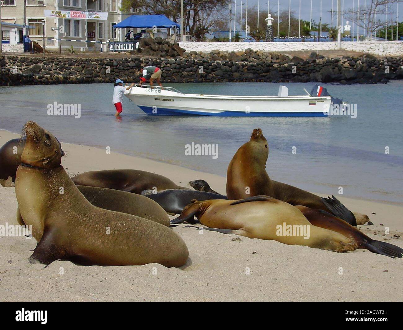 Playa de focas hi-res stock photography and images - Alamy