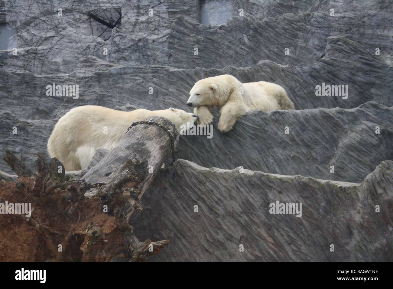 Two polar bears at Prague Zoo gently nuzzling each other in their ...
