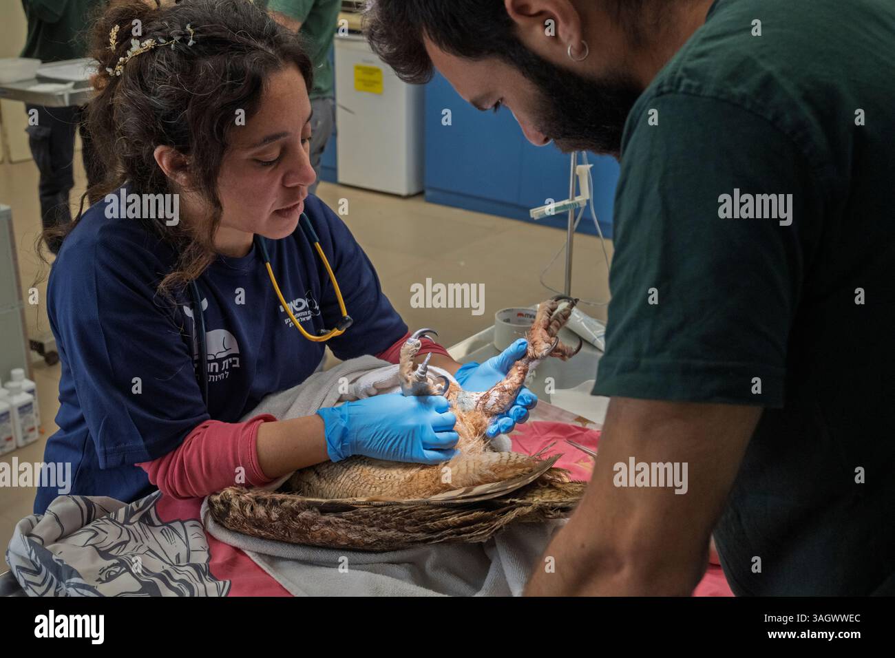 Veterinary staff are treating the broken leg of an Eurasian eagle-owl ...