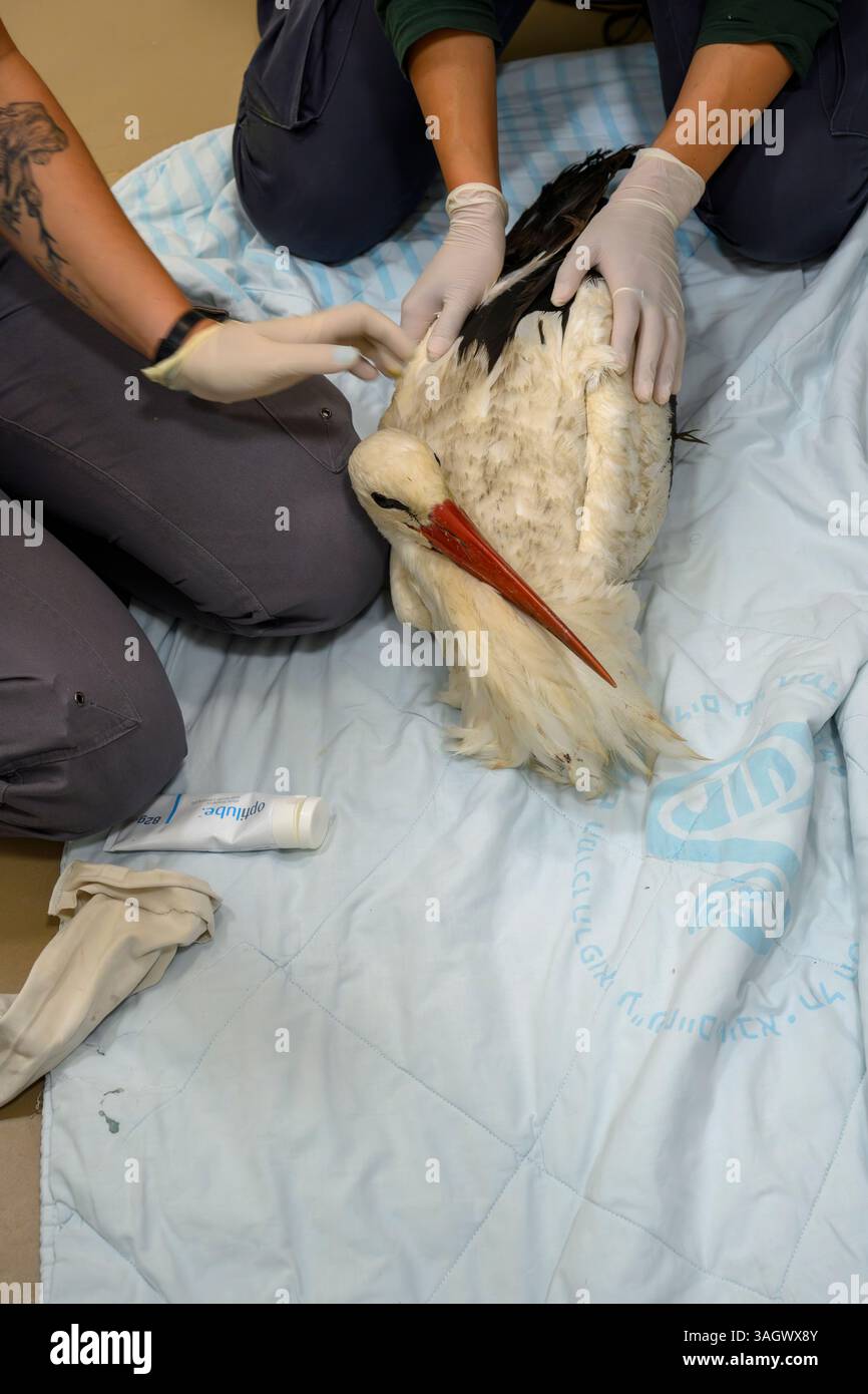 Staff members Noa and Inbal are Swabbing a newly admitted white stork ...