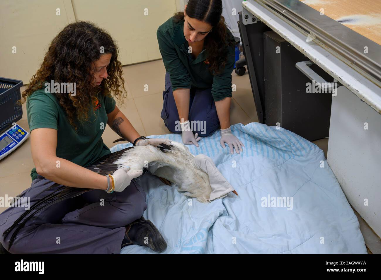 Staff members Noa and Inbal are Swabbing a newly admitted white stork ...