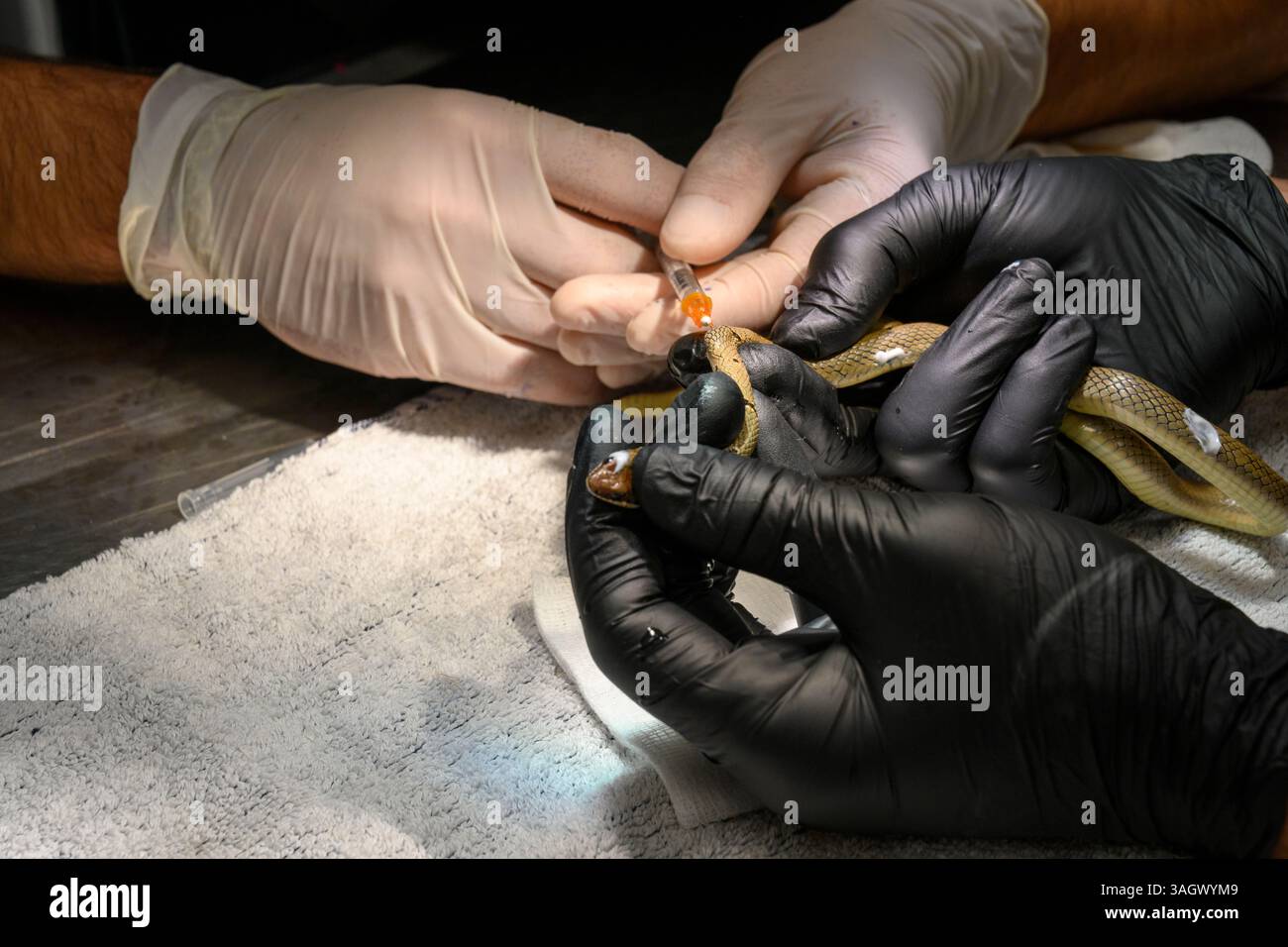 Veterinarian doctors and nursing staff injecting local anaesthesia to ...