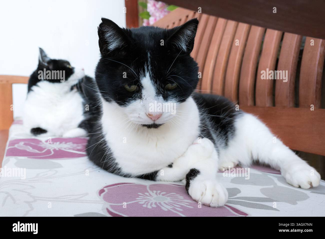 Cat is thinking Stock Photo - Alamy