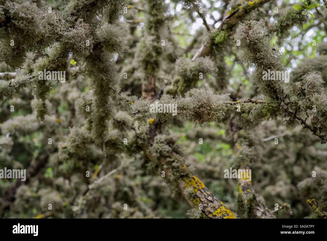 Oakmoss (Evernia prunastri إيفرنيا خوخية ) is a species of lichen. on ...