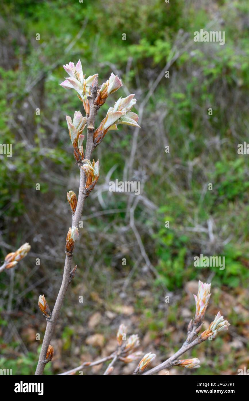 Terebinth tree hi-res stock photography and images - Alamy