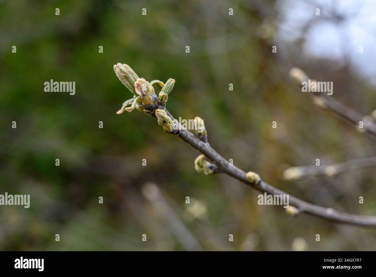 Terebinth tree hi-res stock photography and images - Alamy