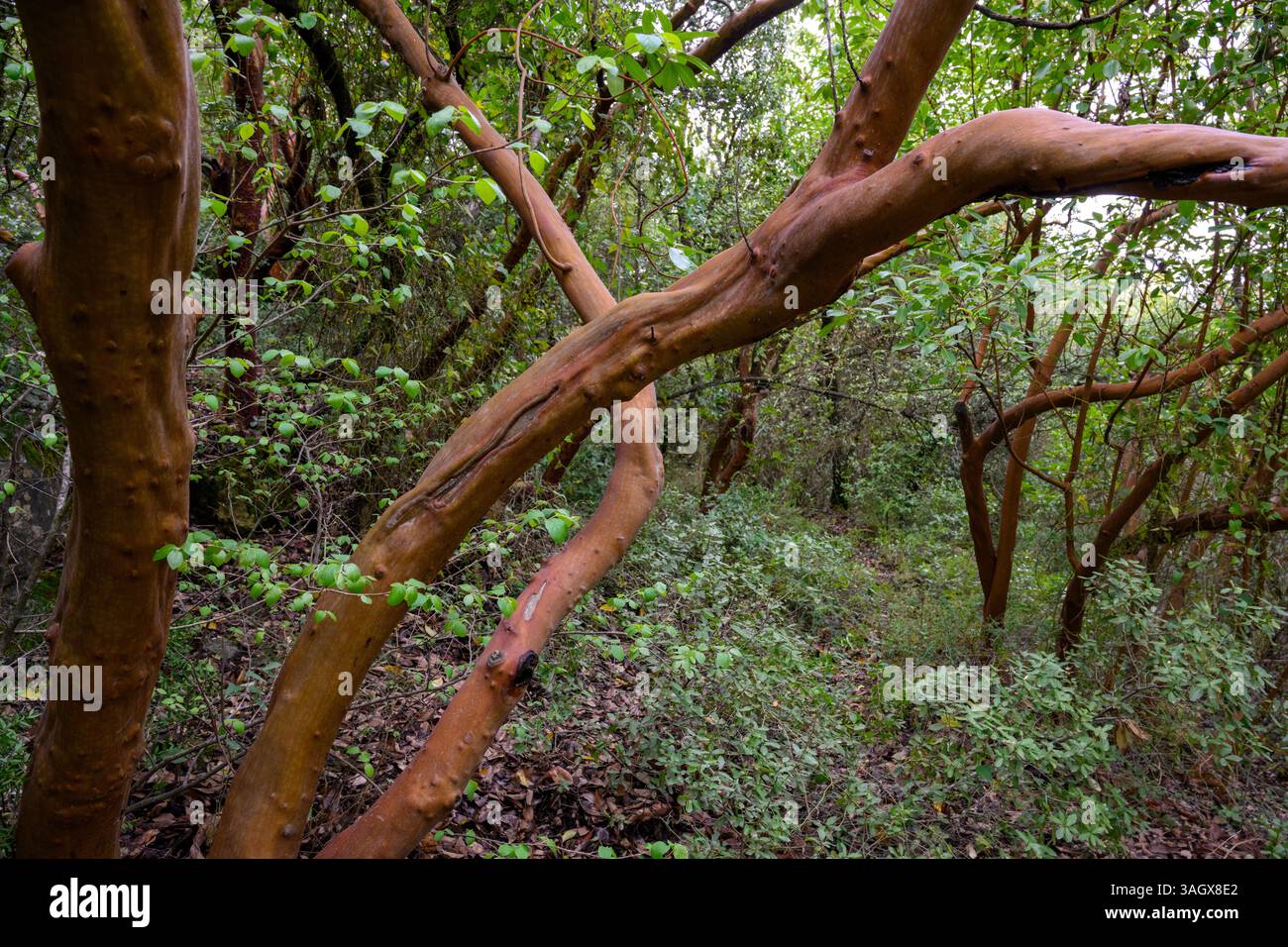 The red bark and trunk of the Arbutus andrachne, commonly called the ...