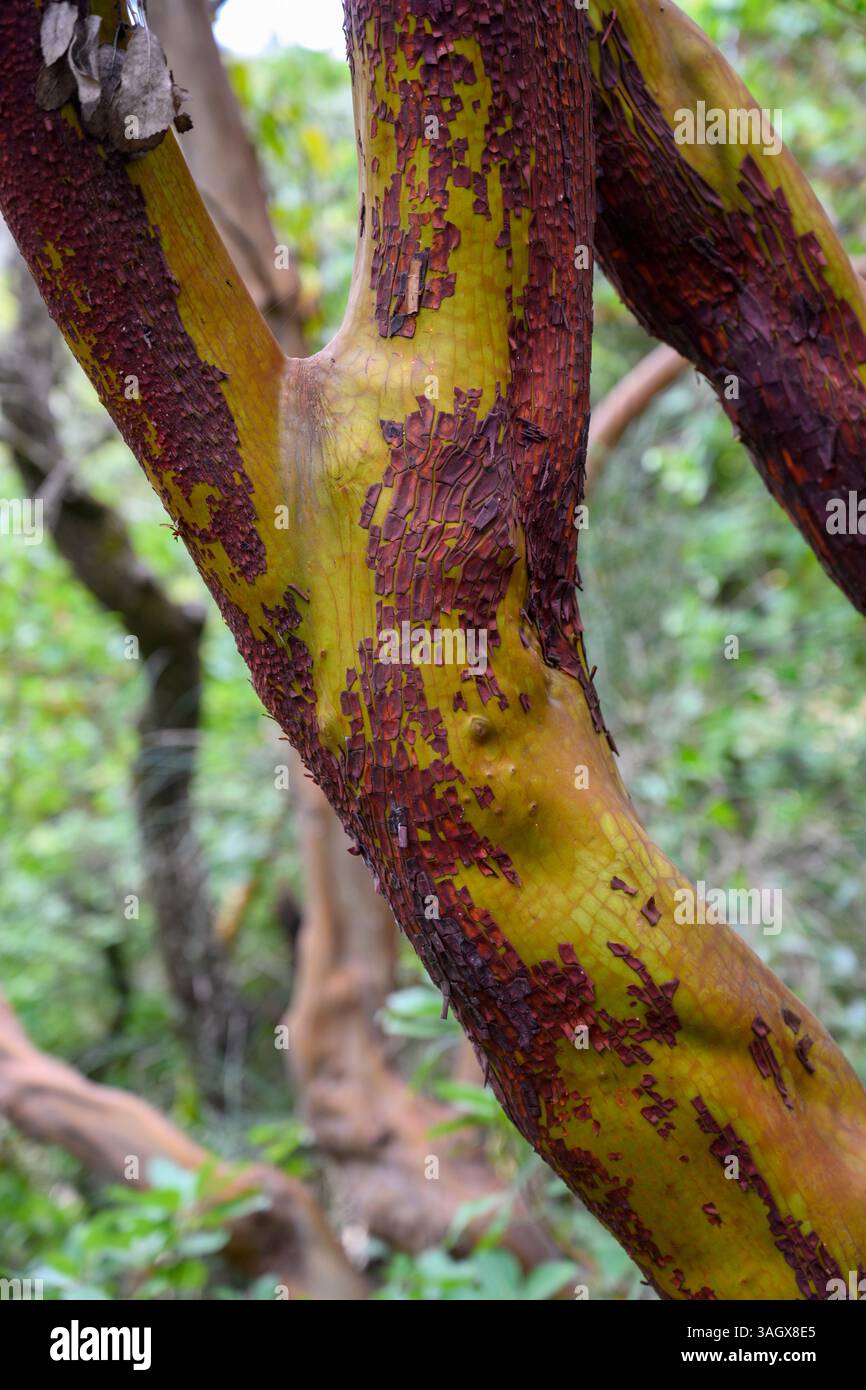 Abstract designs caused by the exfoliating of the bark of the Arbutus ...