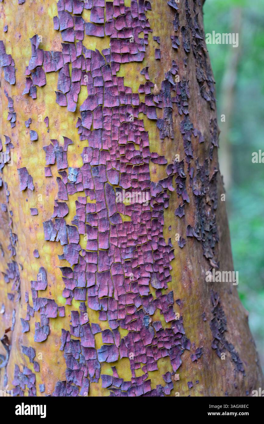 Abstract designs caused by the exfoliating of the bark of the Arbutus ...