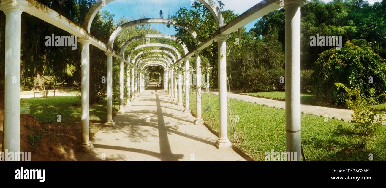 Pathway in a botanical garden, Jardim Botanico, Zona Sul, Rio de ...