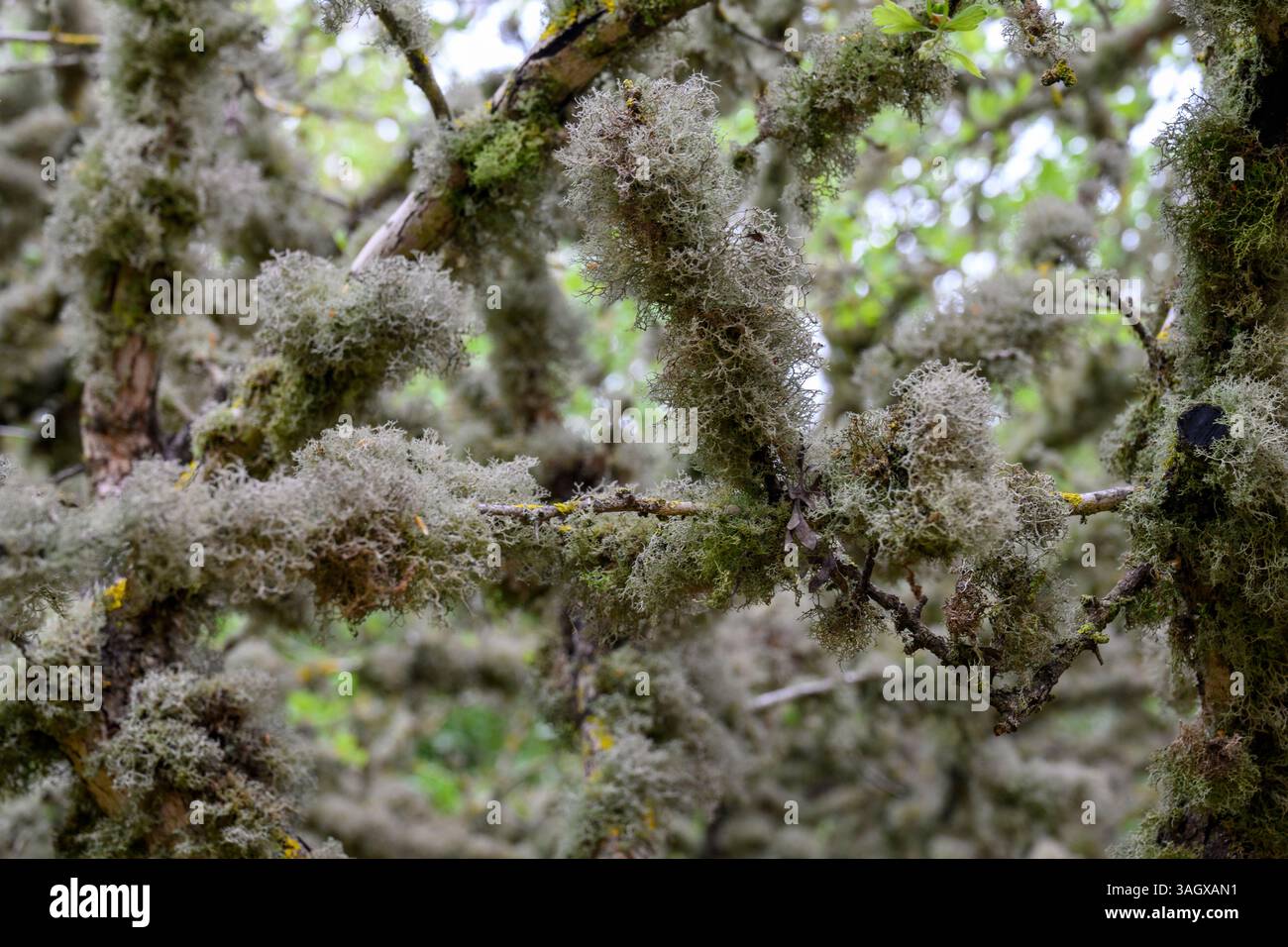 Oakmoss (Evernia prunastri إيفرنيا خوخية ) is a species of lichen. on ...