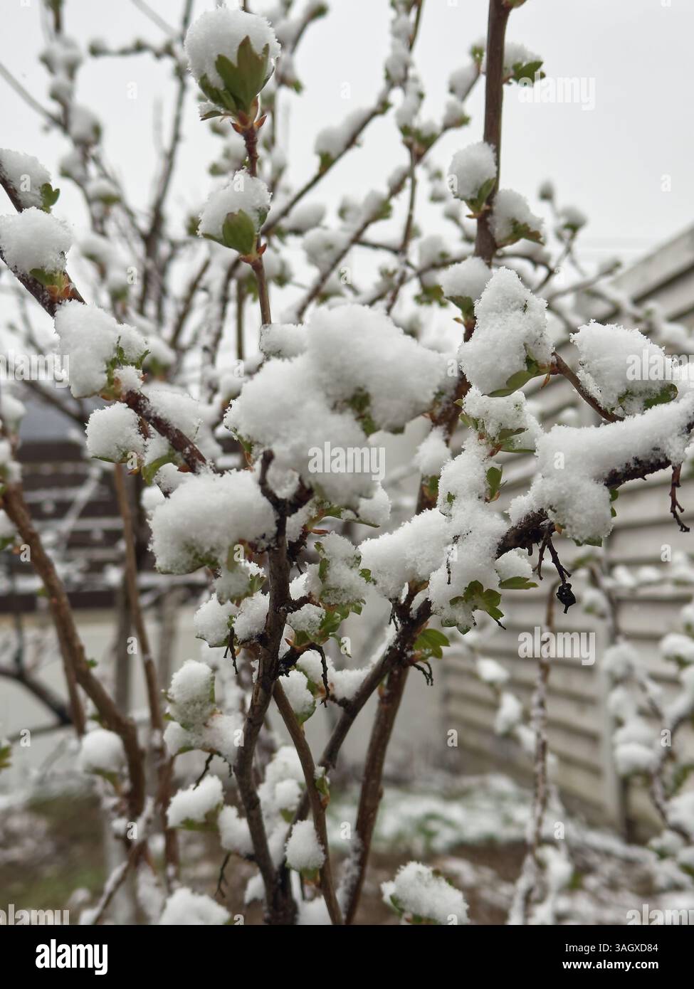 A spring bush with emerging leaves covered in snow after a sudden ...
