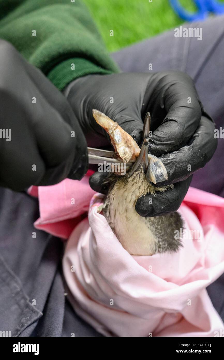 A member of the nursing staff is feeding a hospitalised little ...