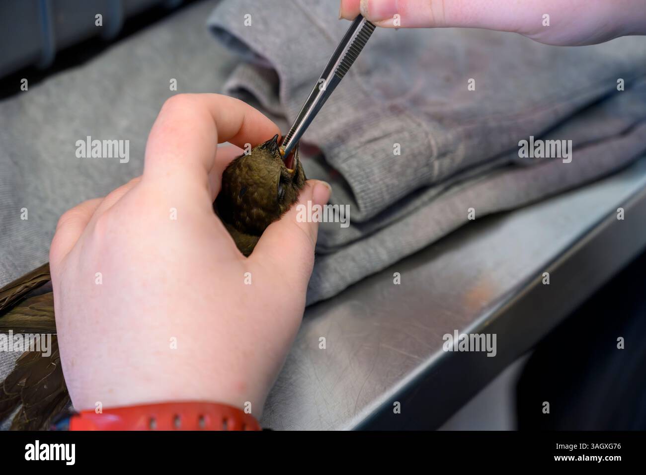 Veterinarian nurse is feeding a orphaned common swift (Apus apus سمامة ...