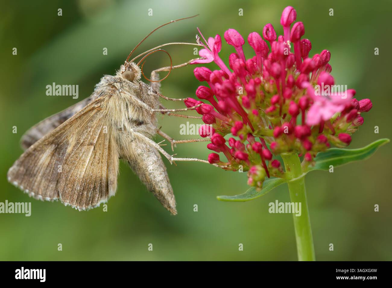 un papillon Autographa gamma sur une fleur - a butterfly Silver Y on a ...