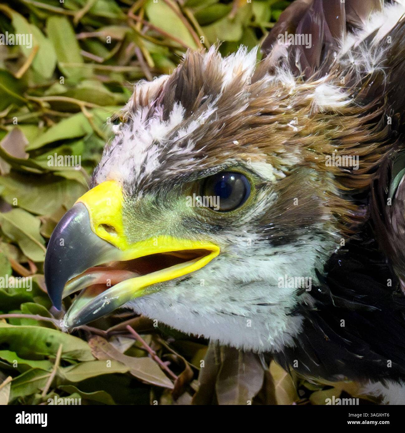 Juvenile Golden eagle (Aquila chrysaetos عقاب ذهبية). This bird is ...