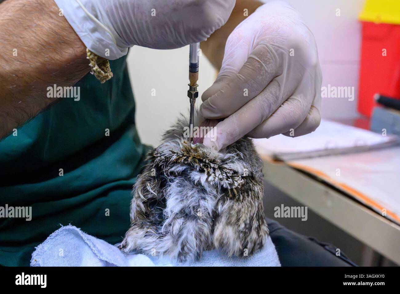 medical staff is Treating a tawny owl (Strix aluco), also called the ...