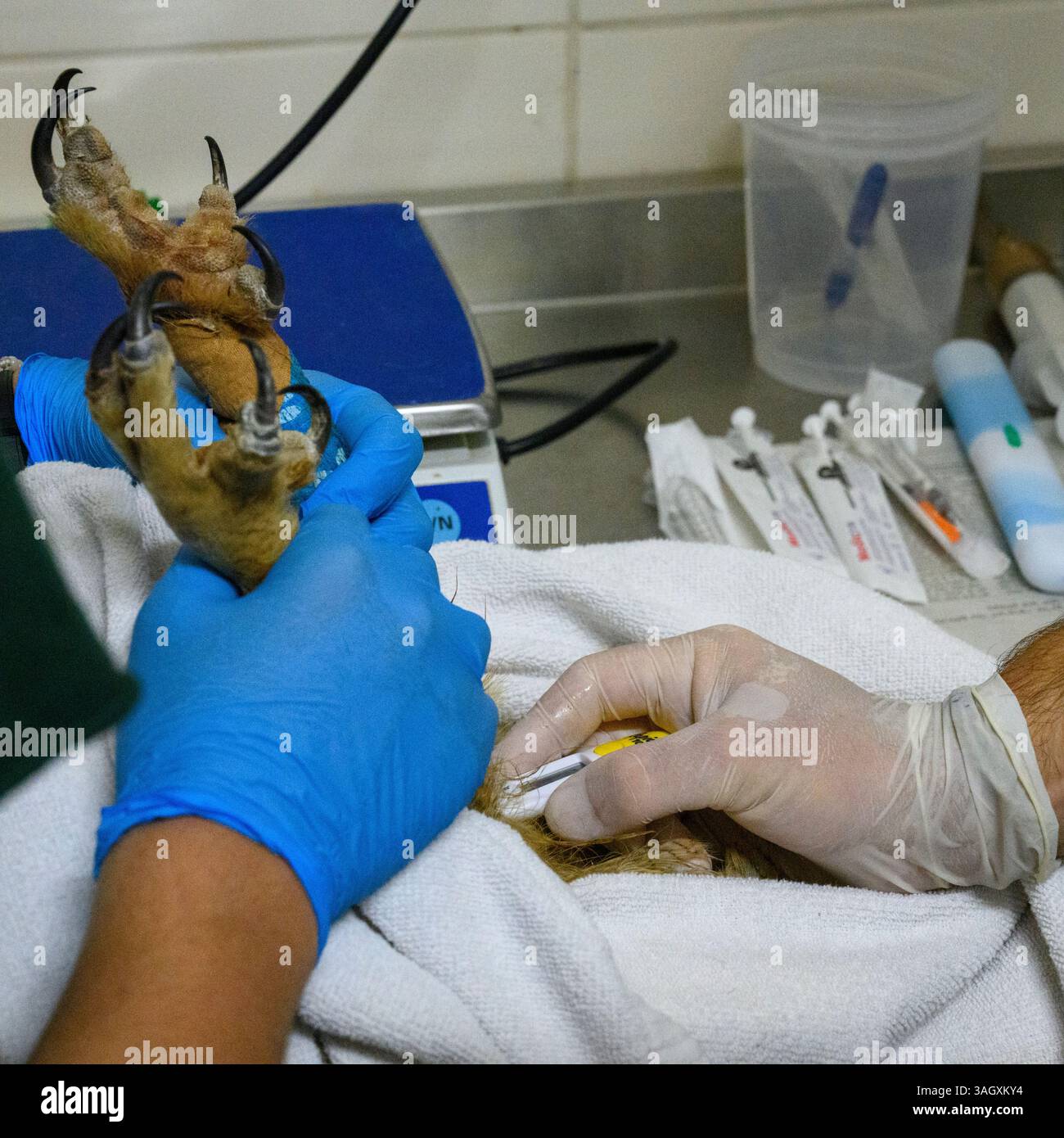 Veterinary staff are treating the broken leg of an Eurasian eagle-owl ...