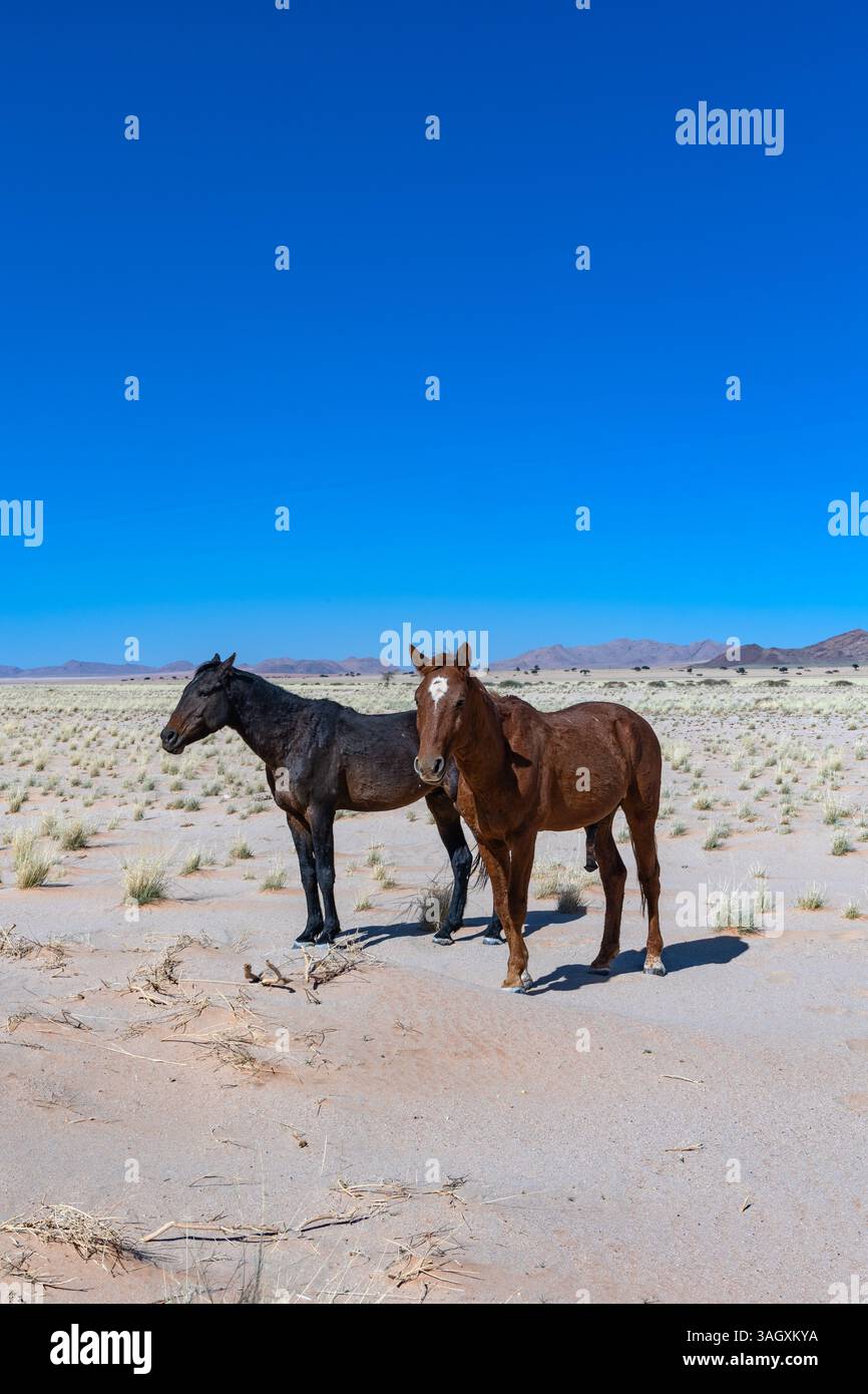 Wild horses in the desert near Garub, Namibia Stock Photo - Alamy