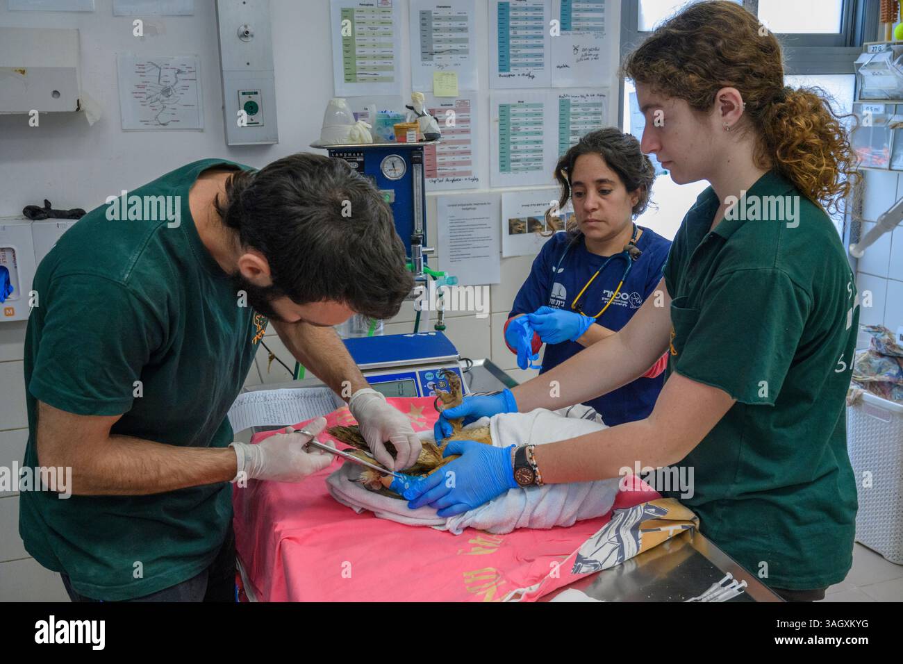 Veterinary staff are treating the broken leg of an Eurasian eagle-owl ...