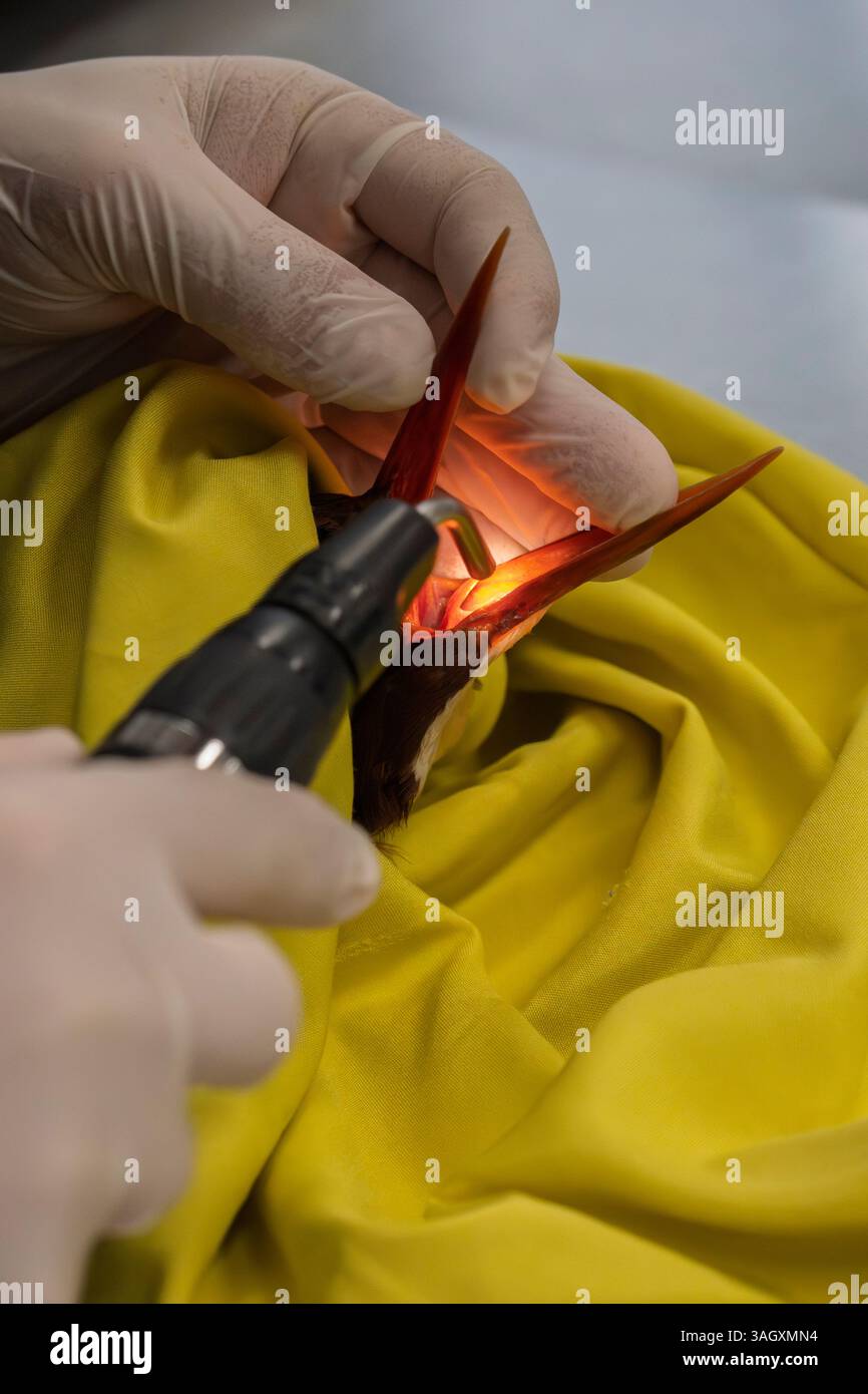 Dan, of the medical staff, is performing a physical examination of a ...