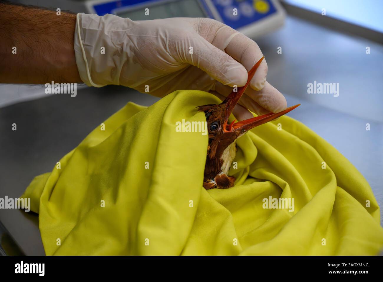 Dan, of the medical staff, is performing a physical examination of a ...