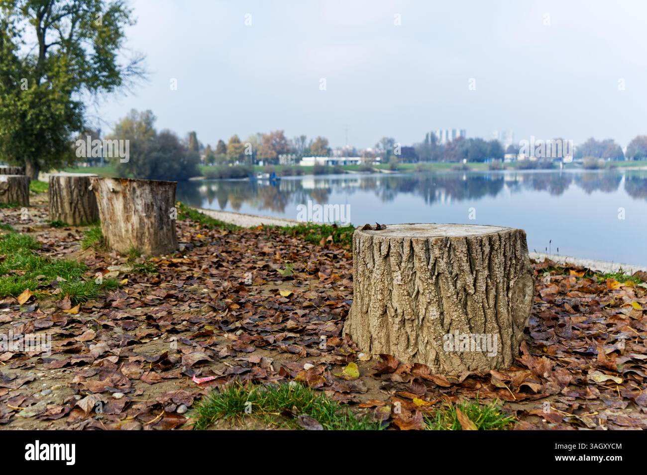 The image captures a serene lakeside scene with tree stumps lining a ...