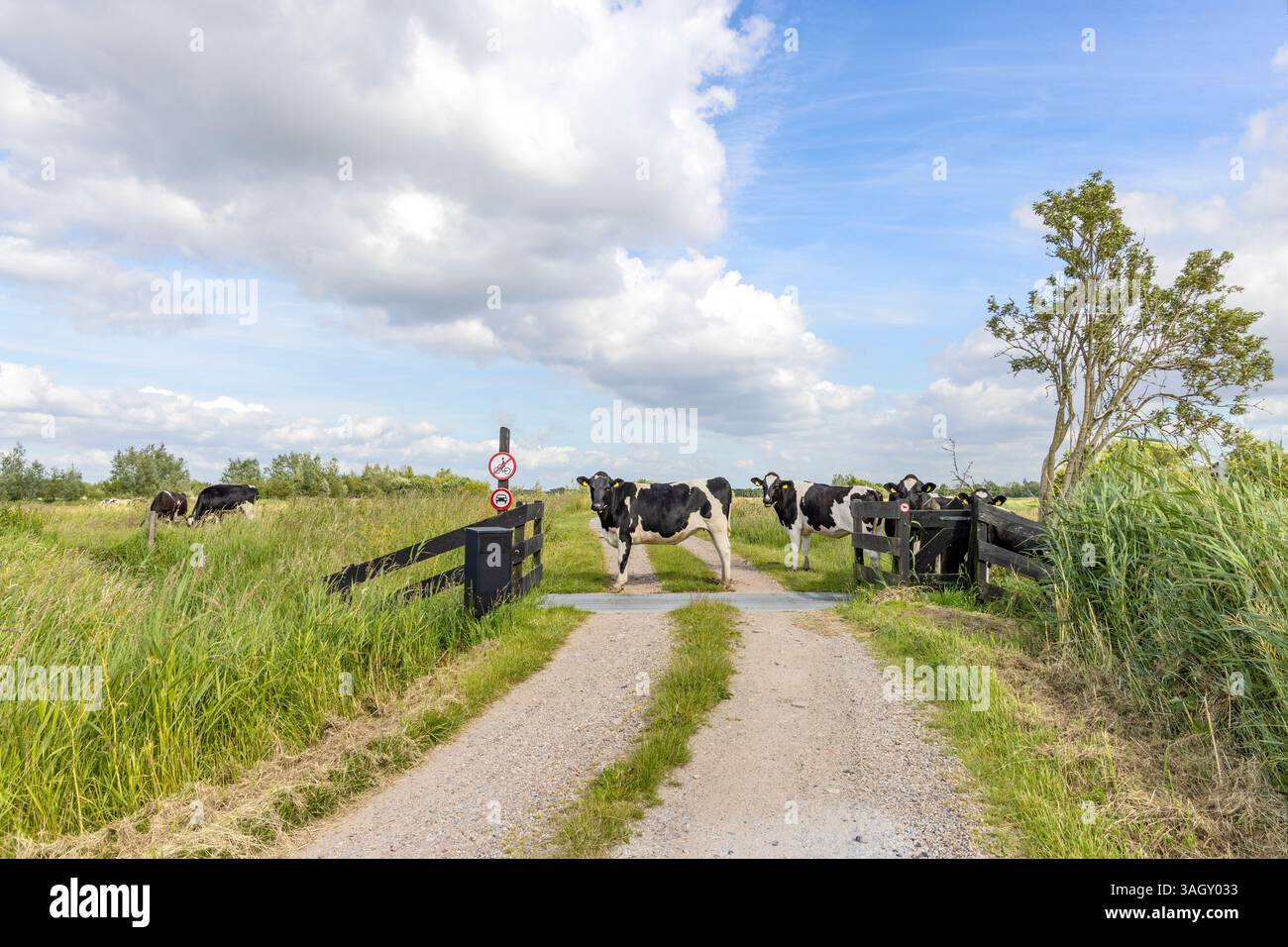 A pack dairy cows passing cattle grid road, crossing path and gate open ...