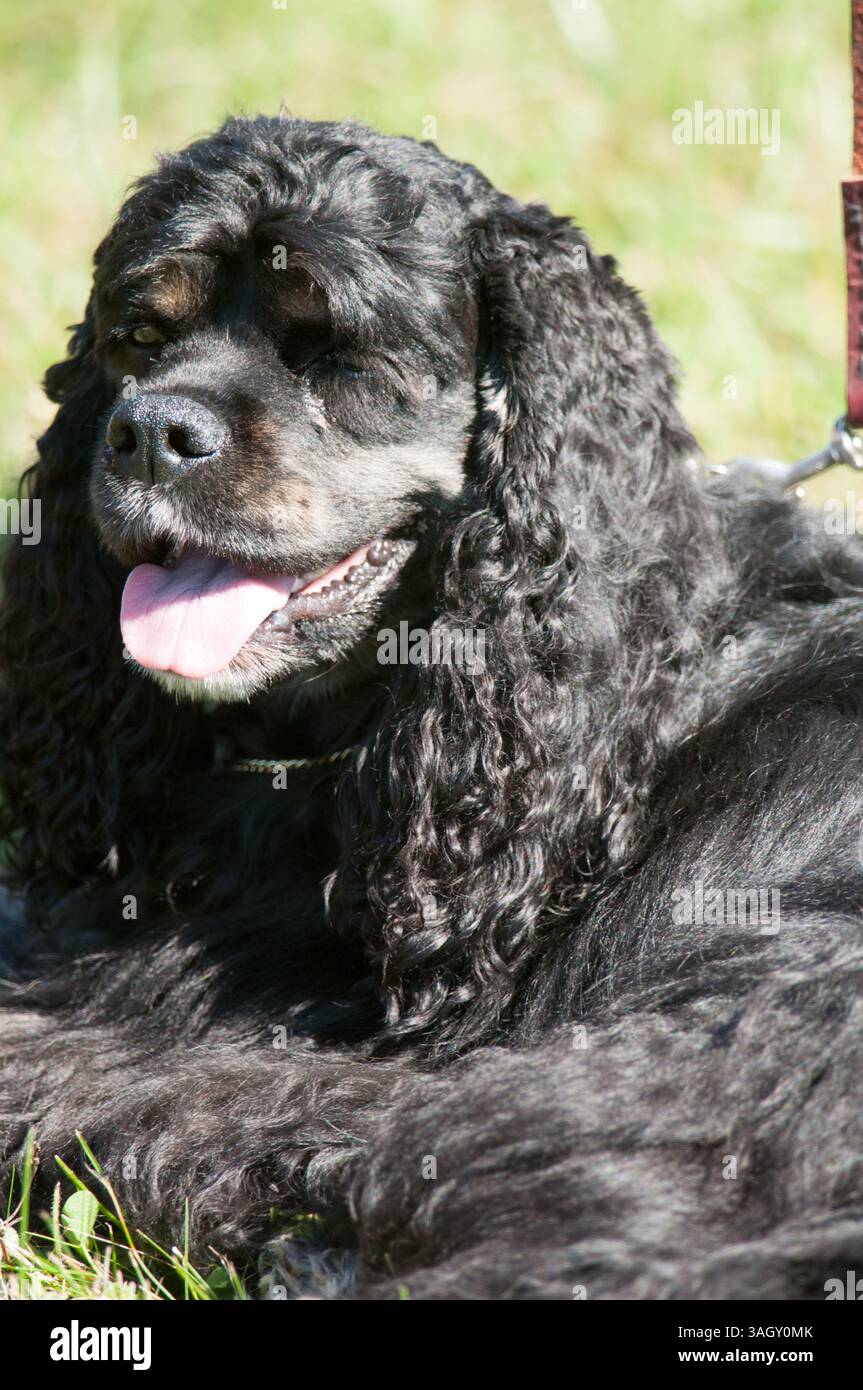 Tongue happily hi-res stock photography and images - Alamy