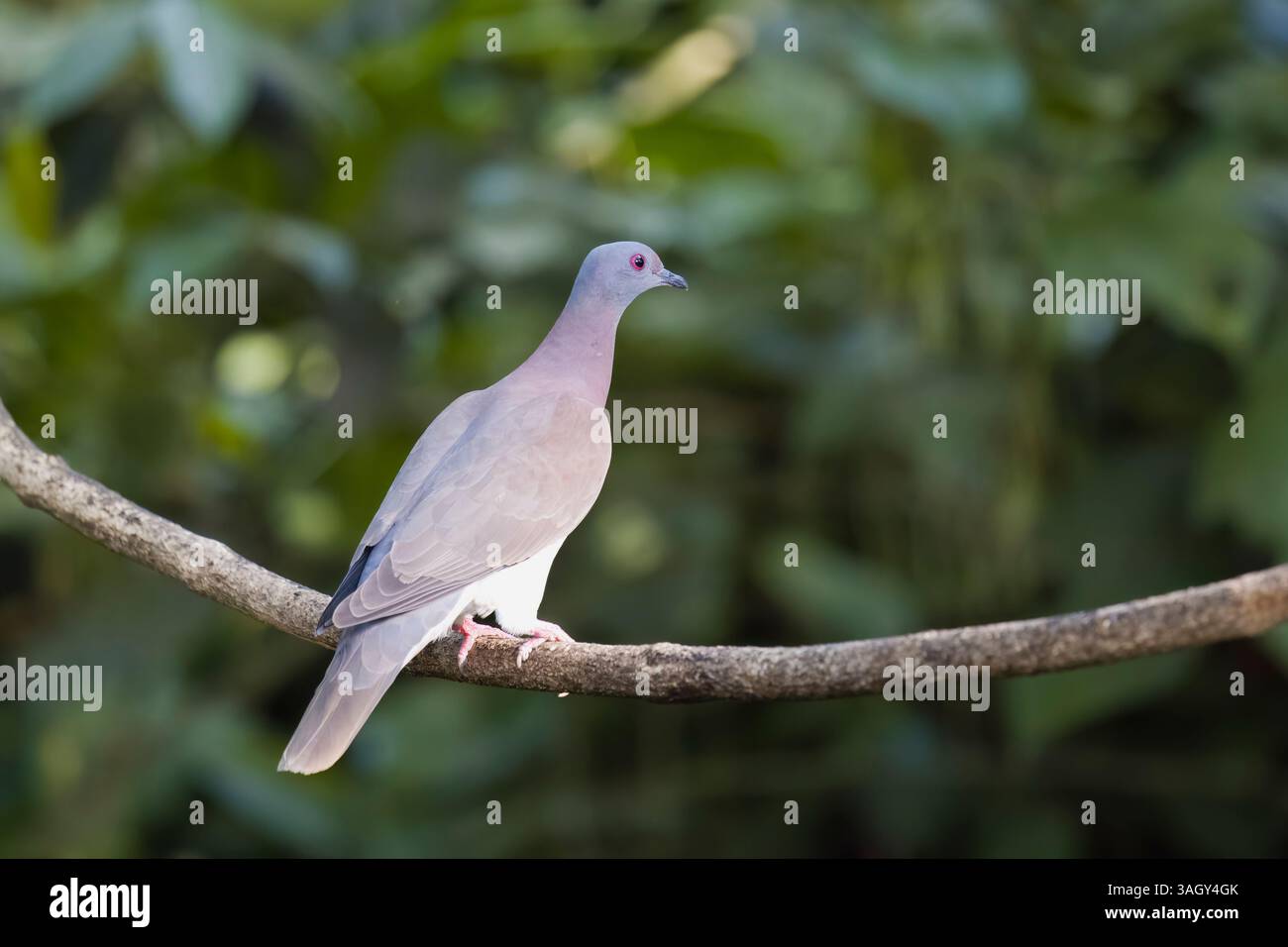 Pale vented pigeon patagioenas cayennensis hi-res stock photography and ...