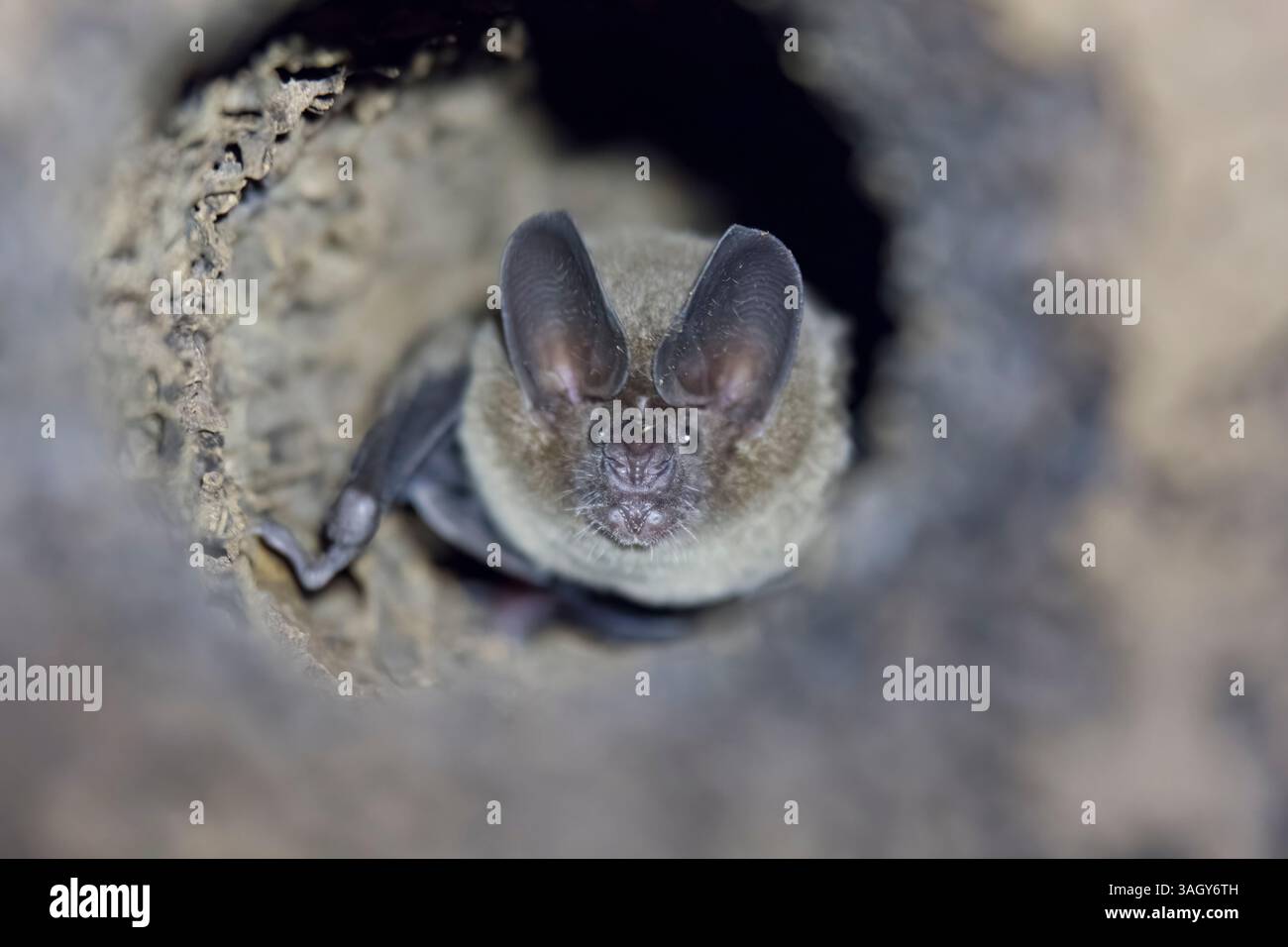 Round-eared Bat roosting in Termite Nest in tree in Costa Rica Stock Photo - Alamy