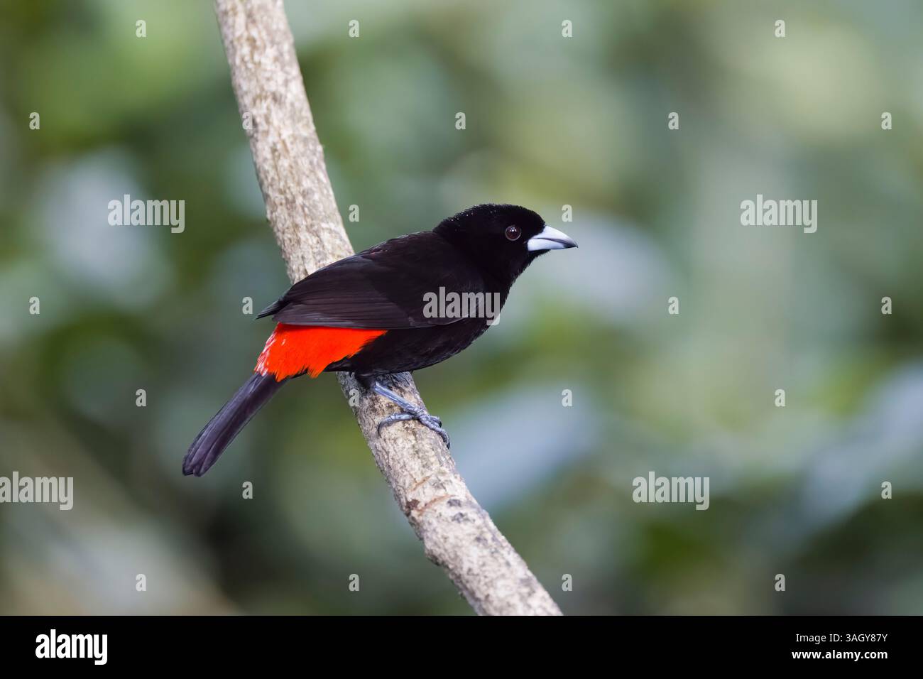 Scarlet rumped tanager male hi-res stock photography and images - Alamy