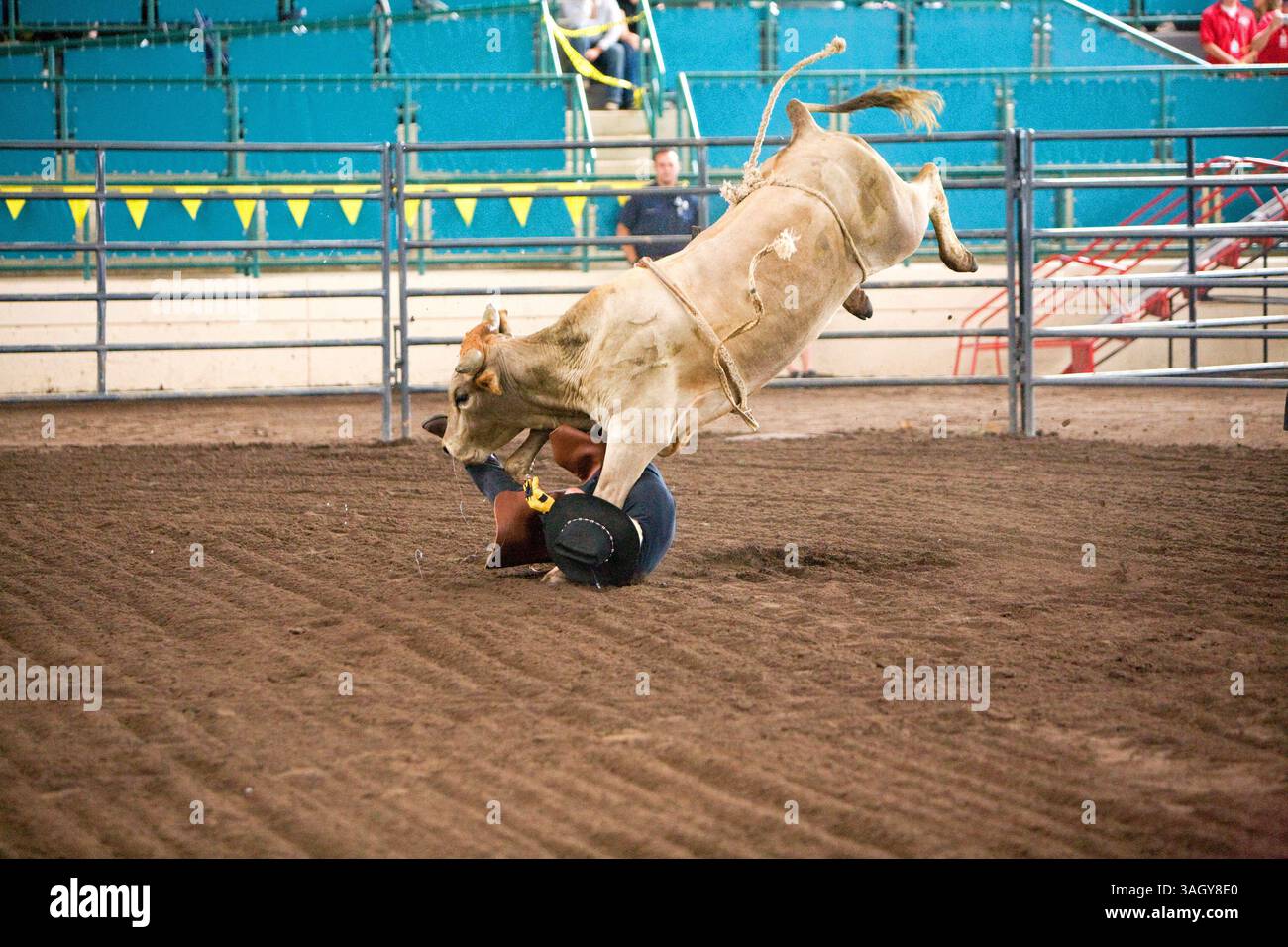 Jul 02, 2009 - Del Mar, California, USA - A demonstration of bull ...