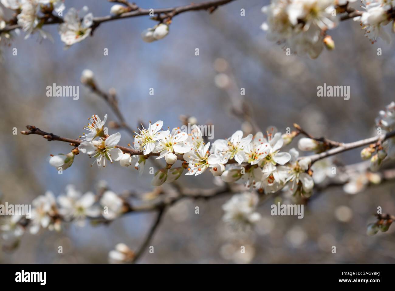 Rottweil, Germany. 09th Apr, 2025. Sloe blossoms hang in the sunshine ...