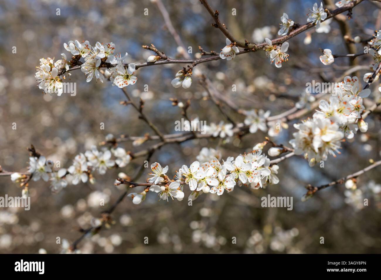 09 April 2025, Baden-Württemberg, Rottweil: Sloe blossoms hang in the ...