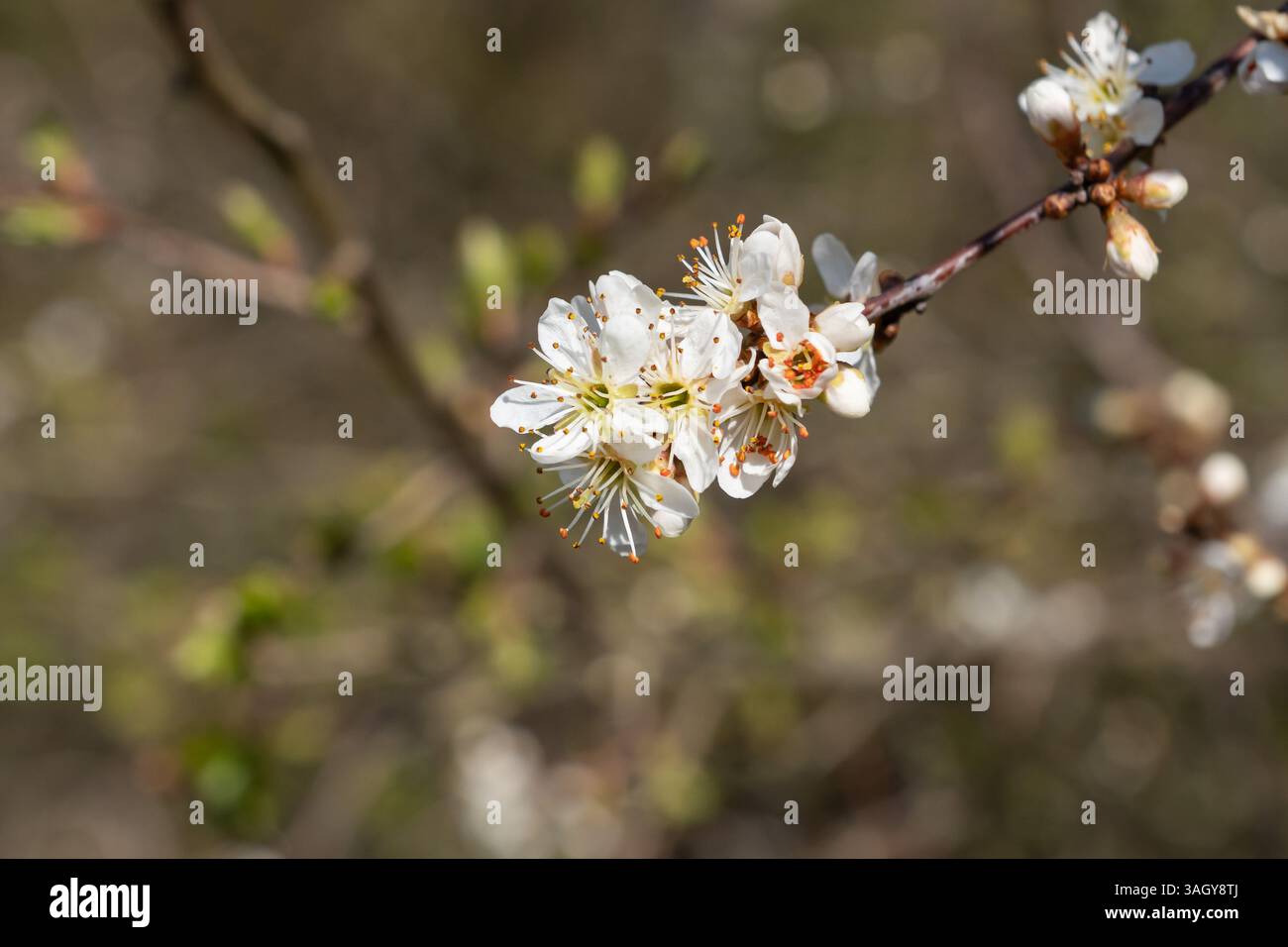 09 April 2025, Baden-Württemberg, Rottweil: Sloe blossoms hang in the ...