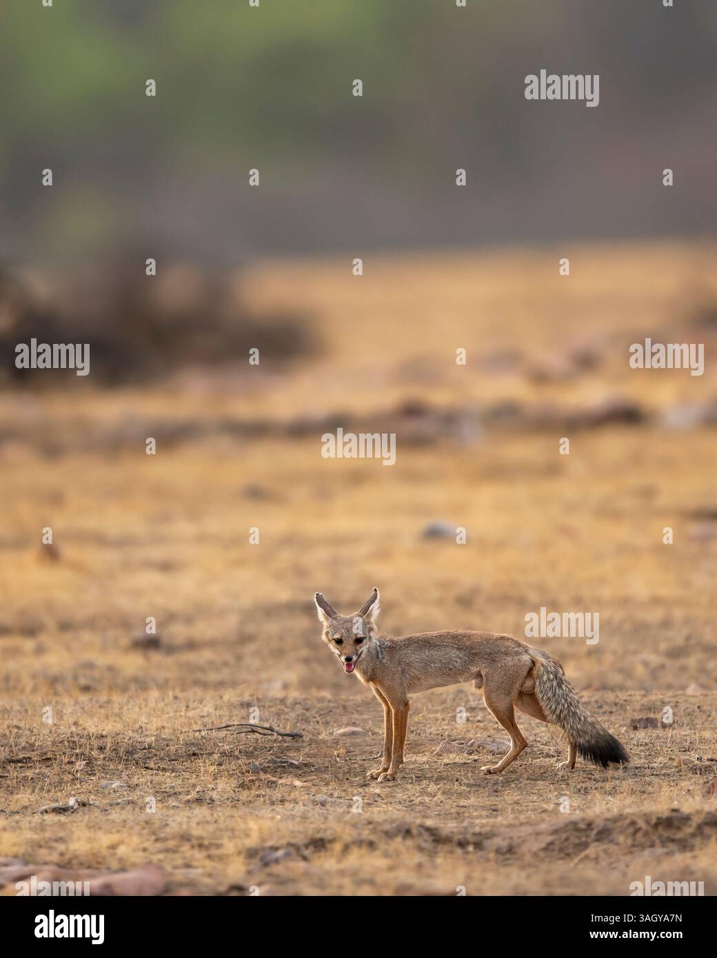 indian fox Bengal fox Vulpes bengalensis at ranthambore national park forest reserve sawai ...
