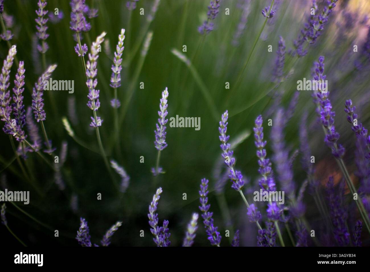 The Lavandin variety named Grosso, one of 207 different types of ...