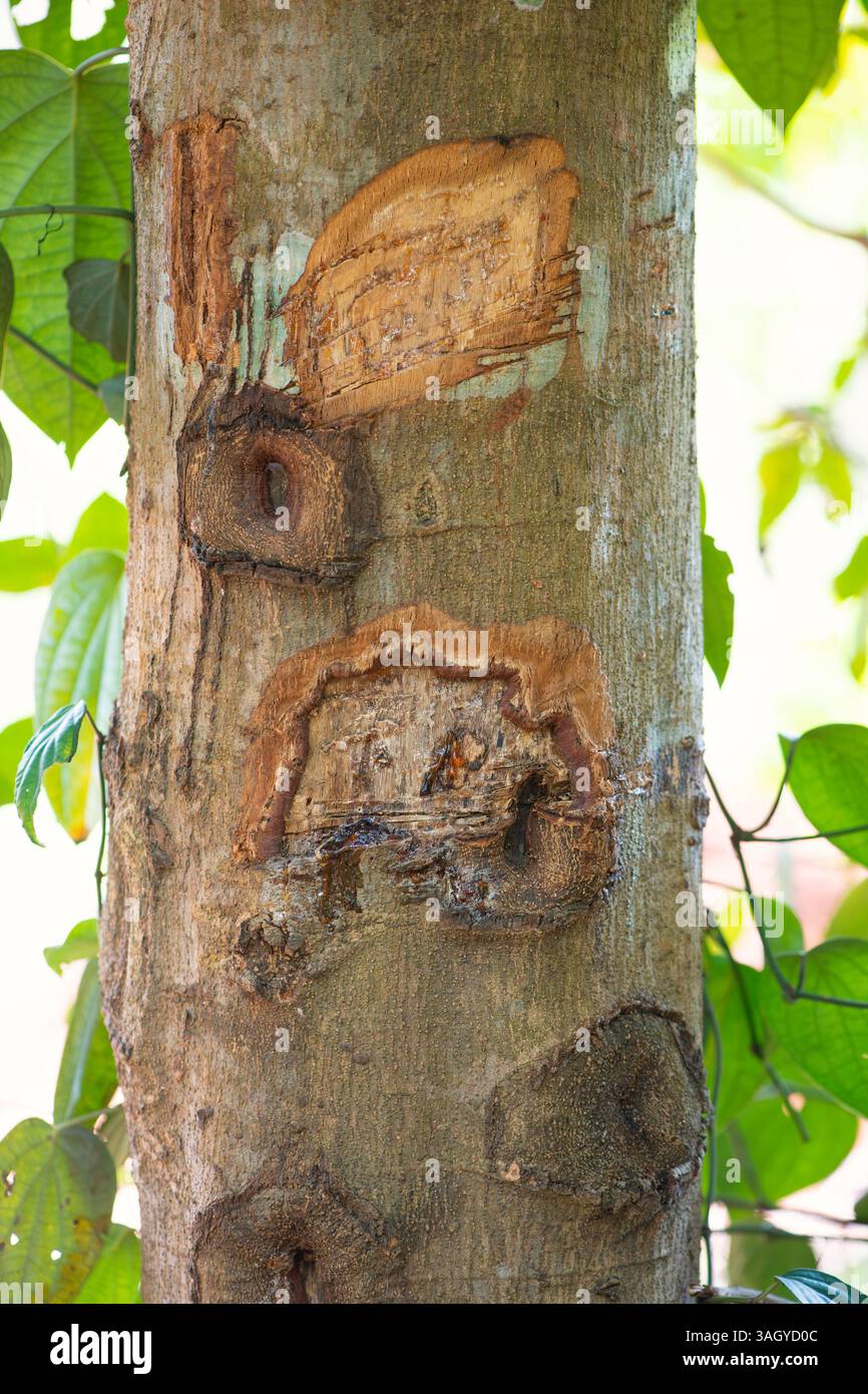 Cinnamon tree bark on a spice plantation in Goa, South India ...