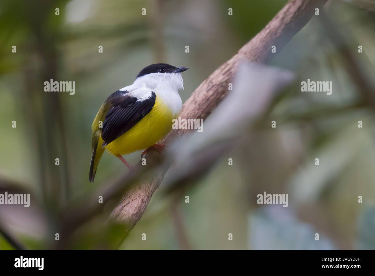 Male White-collared Manakin in Costa Rica Stock Photo - Alamy