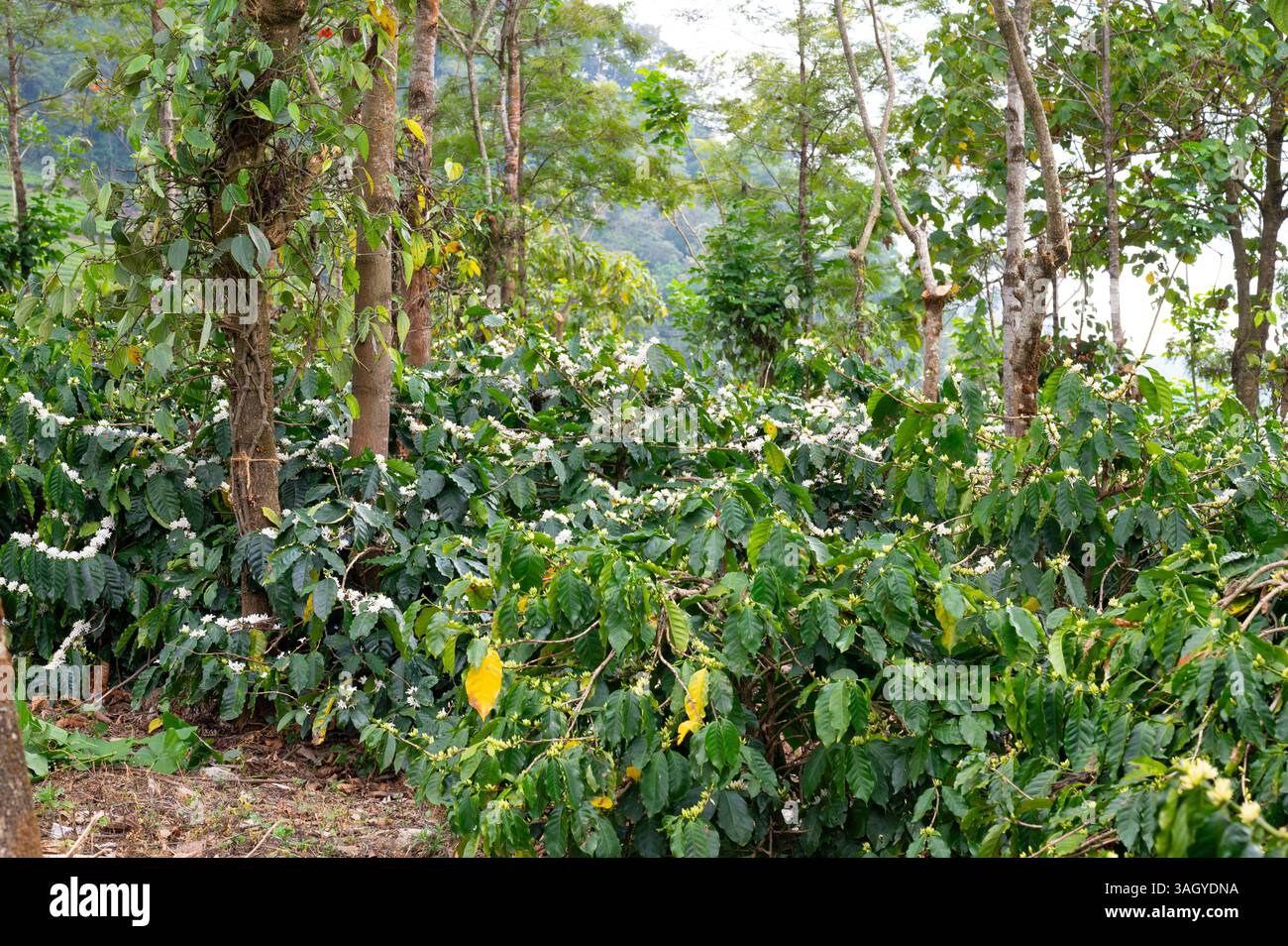 Coffee plantation in Munnar, South India, field with plants in Kerala ...