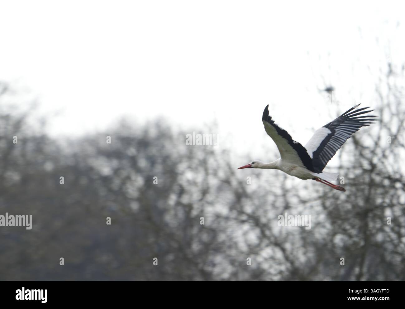 08 April 2025, Schleswig-Holstein, Owschlag: A stork flies over a cow ...