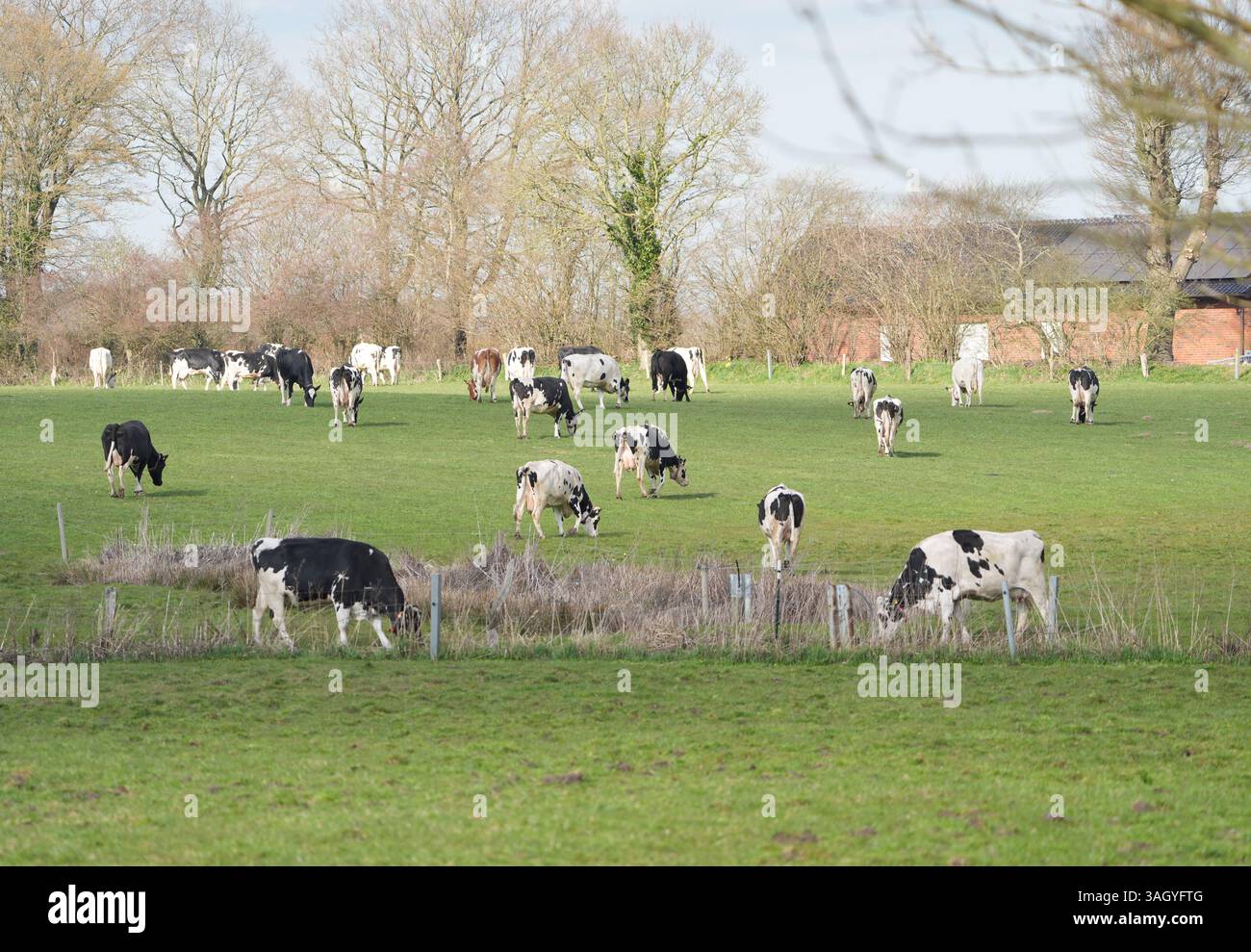 08 April 2025, Schleswig-Holstein, Owschlag: Cows graze in a pasture ...